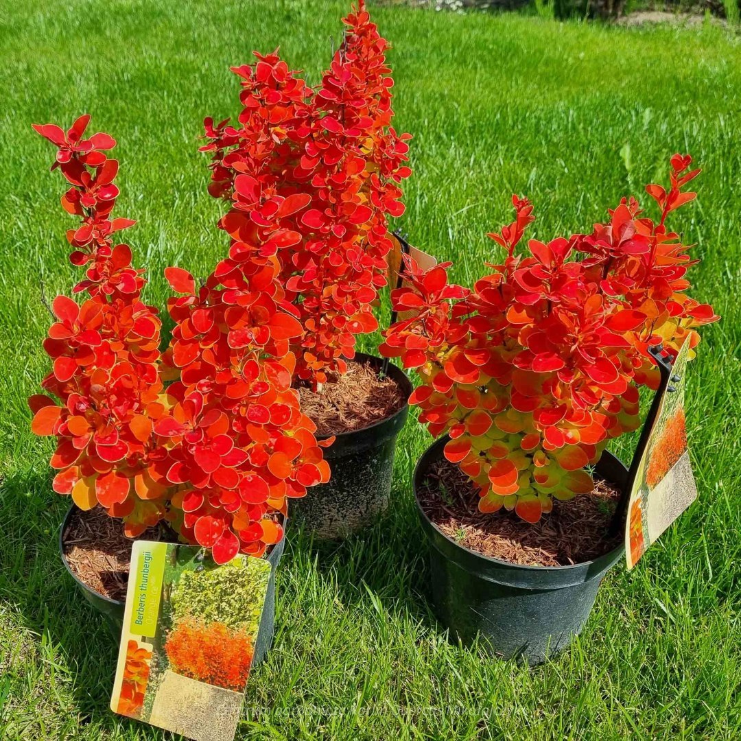 Berberys 'Orange Ice' Pomarańczowy 30-40CM C2 PRAWDZIWE ZDJĘCIA ...